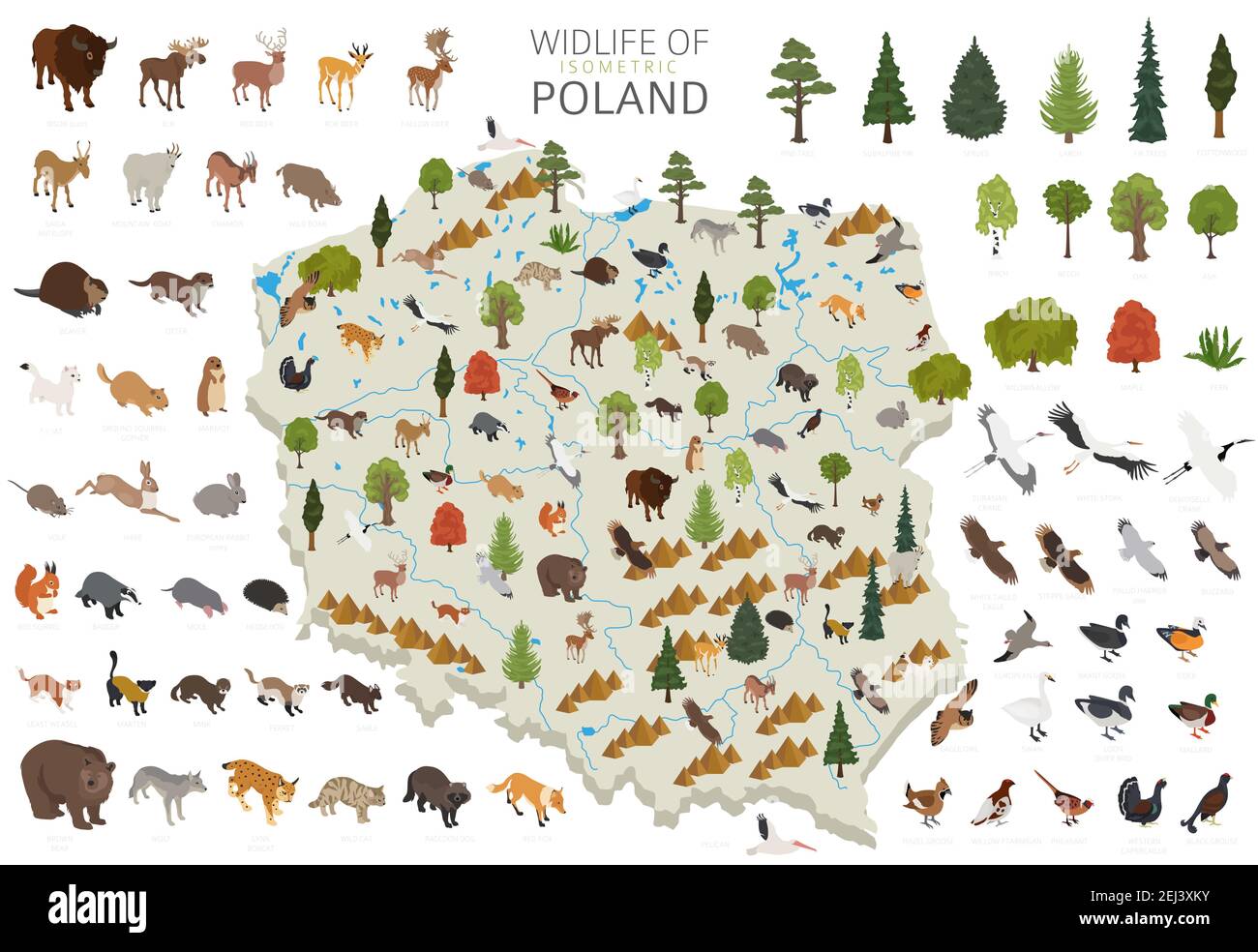 Isometric 3d design of Poland wildlife. Animals, birds and plants ...