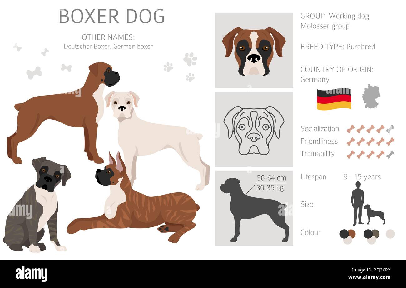Boxer coat colors hi-res stock photography and images - Alamy