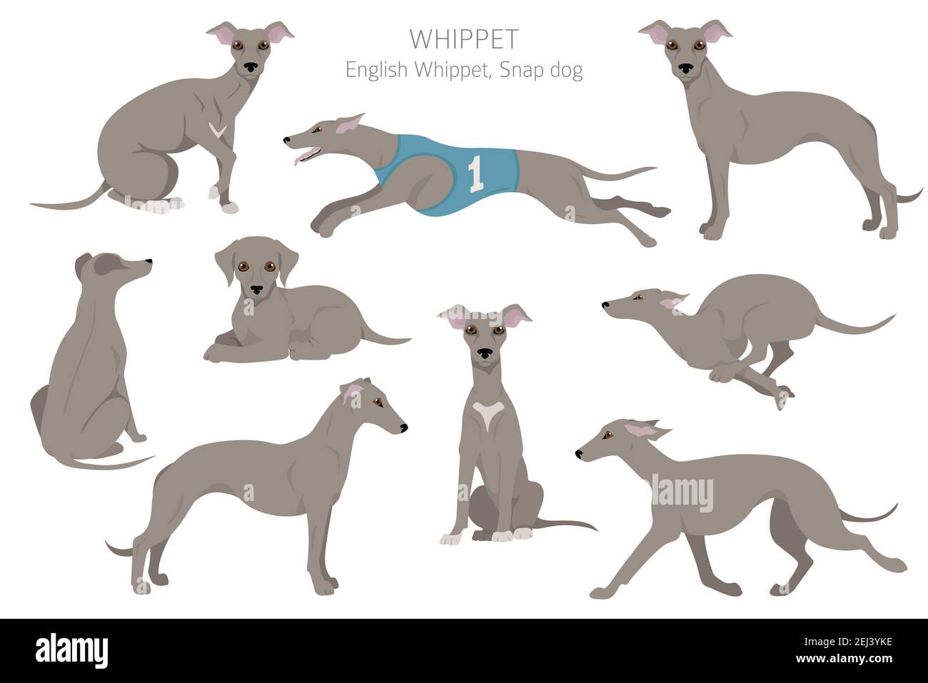 Whippet clipart hi-res stock photography and images - Alamy
