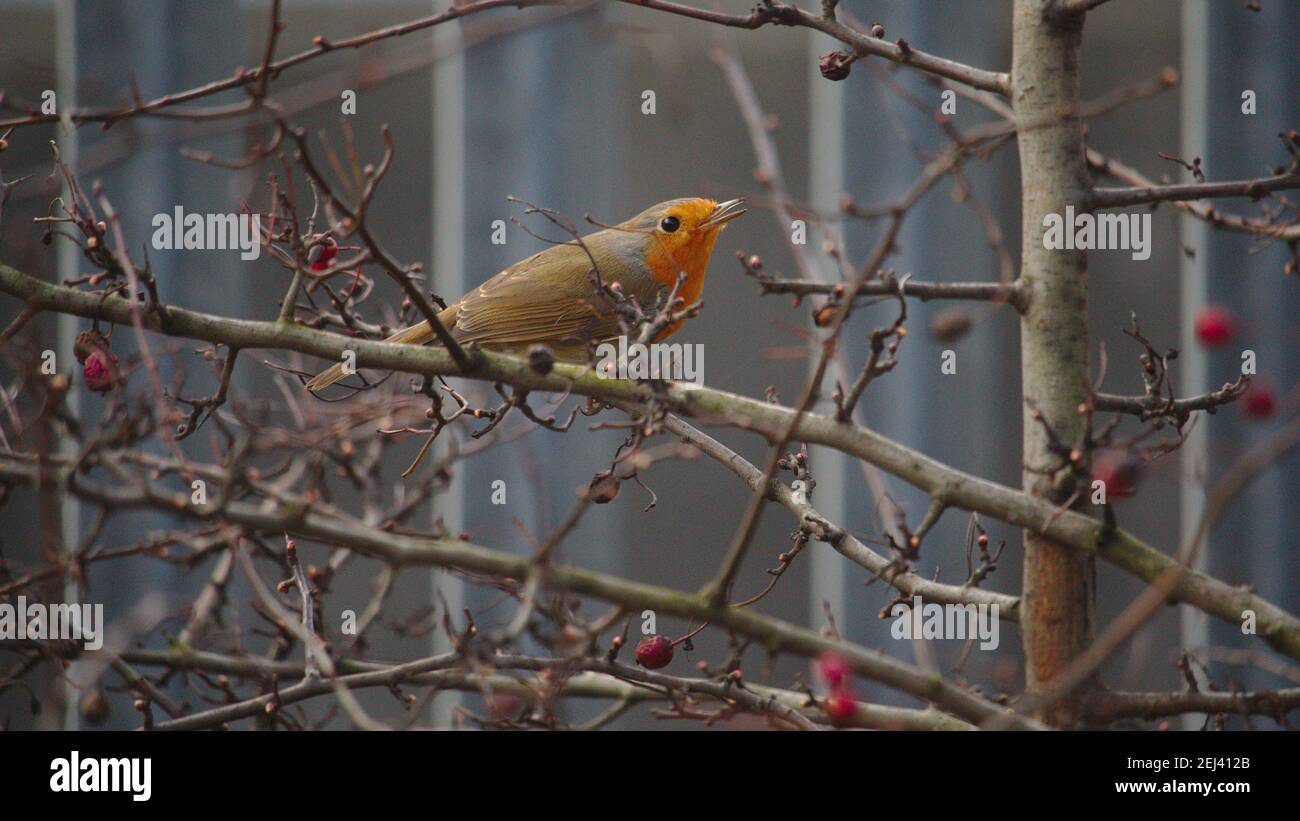 Robin in tree branch Stock Photo - Alamy