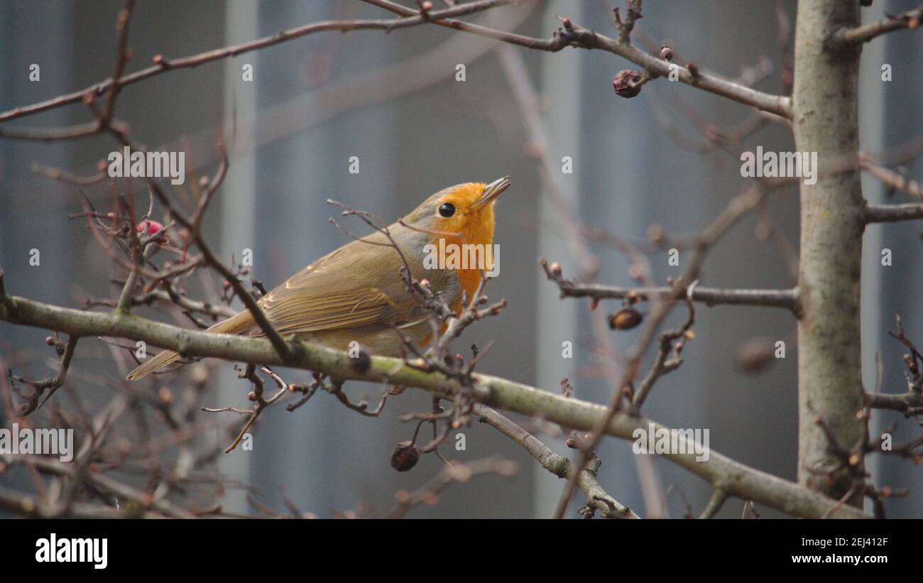 Robin in tree branch Stock Photo - Alamy