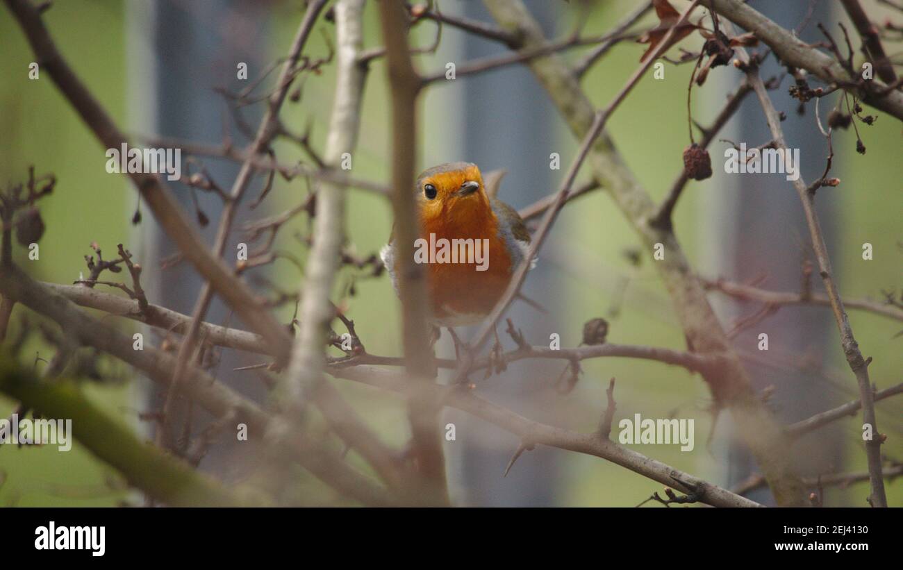 Robin in tree branch Stock Photo - Alamy