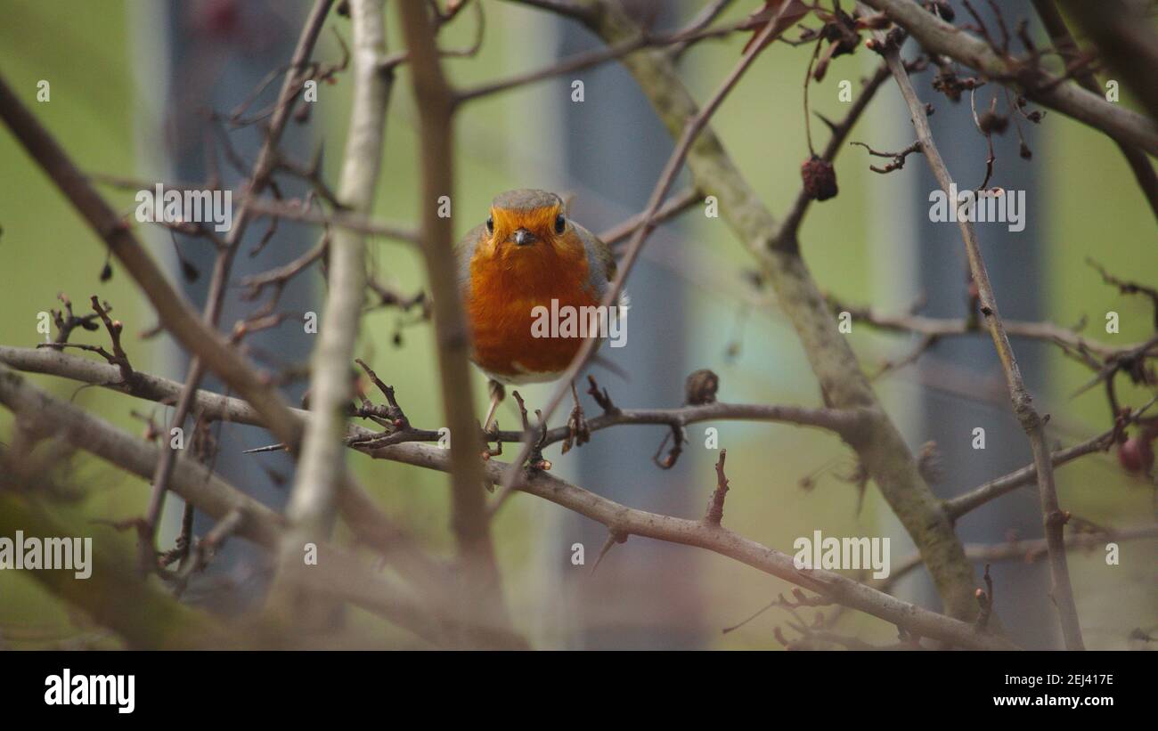 Robin in tree branch Stock Photo - Alamy