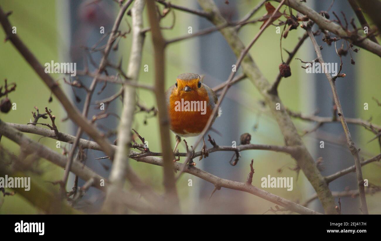 Robin in tree branch Stock Photo - Alamy