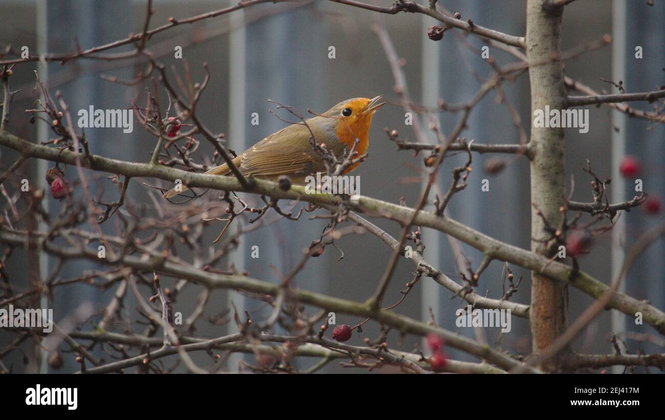 Robin in tree branch Stock Photo - Alamy