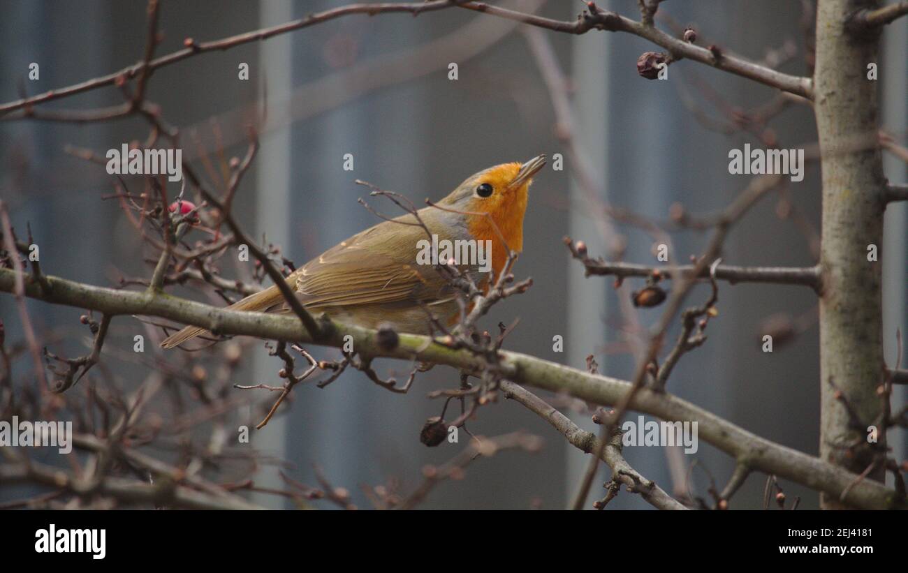 Robin in tree branch Stock Photo - Alamy