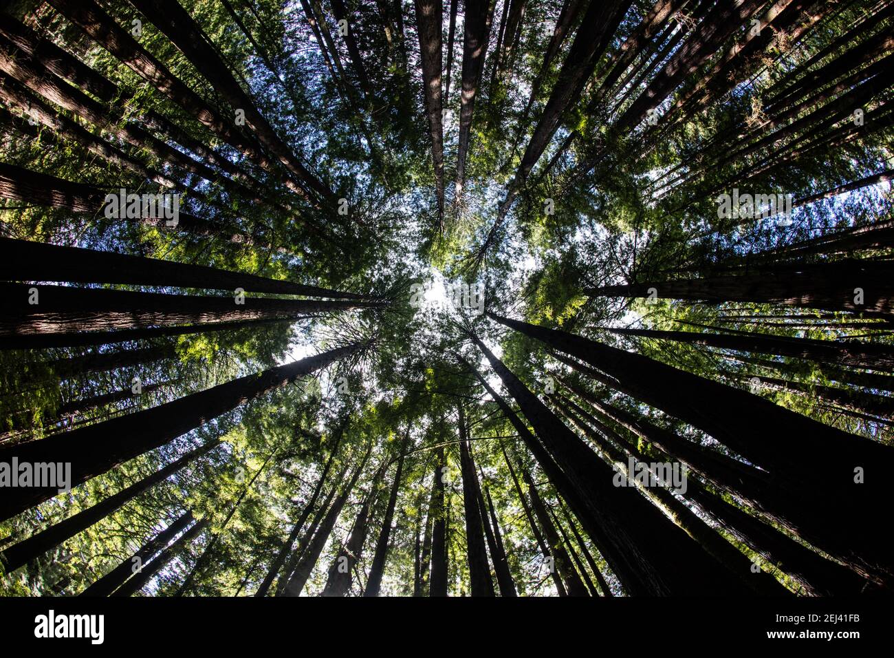 Bright sunlight shines through the canopy of Coastal Redwood trees ...