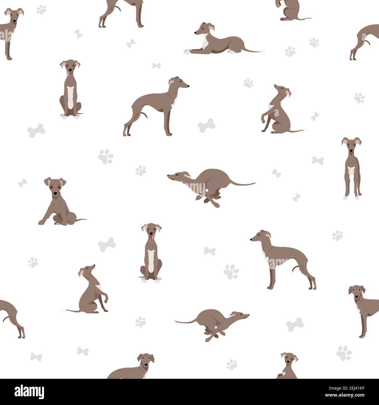 Italian greyhound seamless pattern. Different poses, coat colors set ...