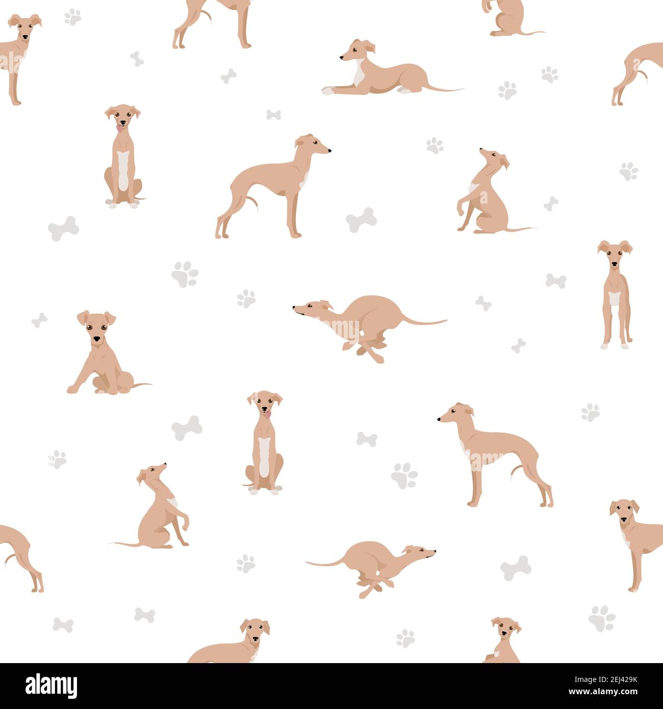 Italian greyhound seamless pattern. Different poses, coat colors set ...