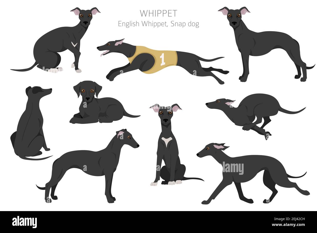 Whippet clipart. Different poses, coat colors set. Vector illustration ...