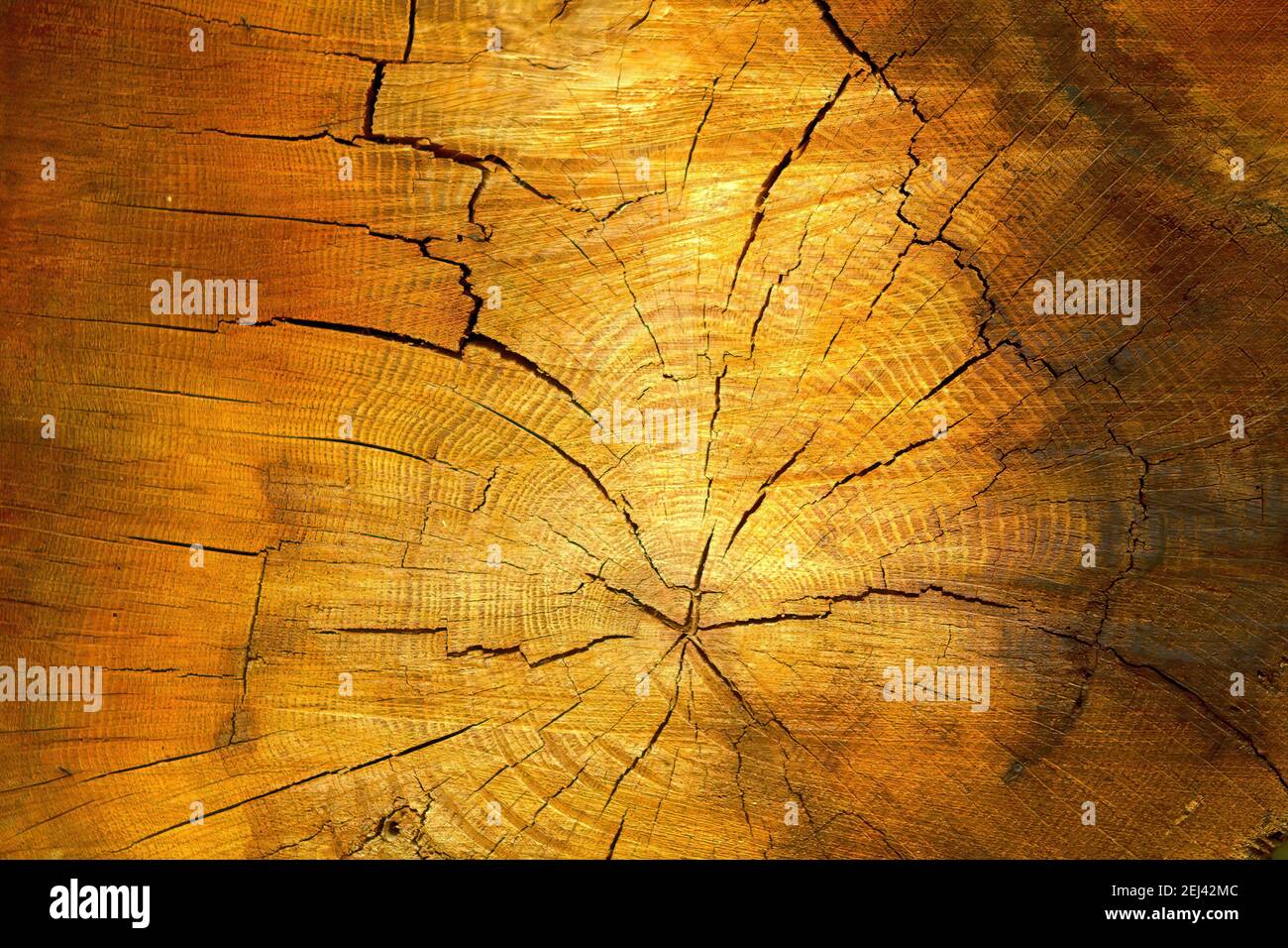 Cross section beech tree trunk hi-res stock photography and images - Alamy