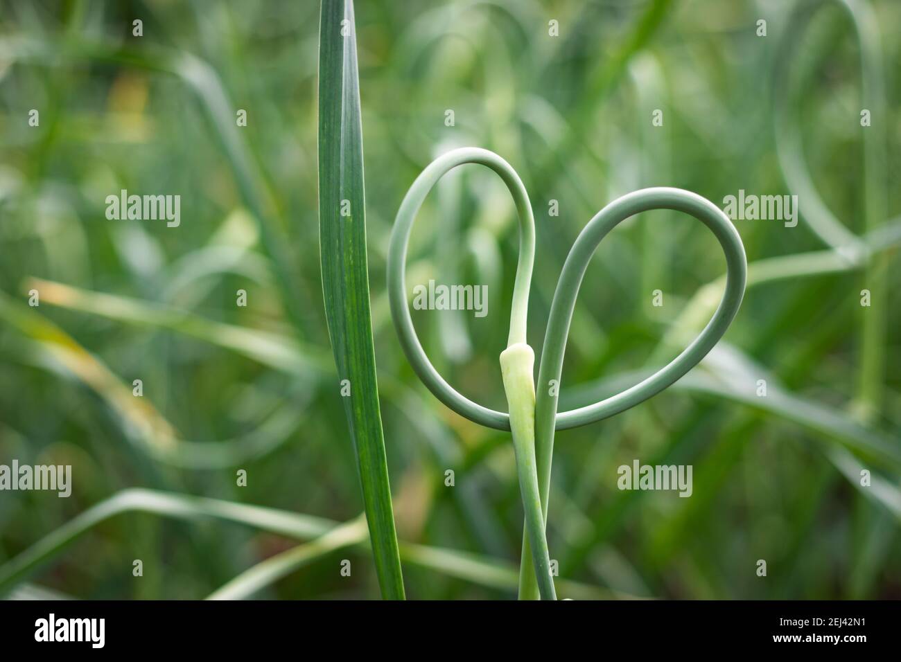 Agricultural field of garlic plant. Green garlic scape closeup. Organic ...