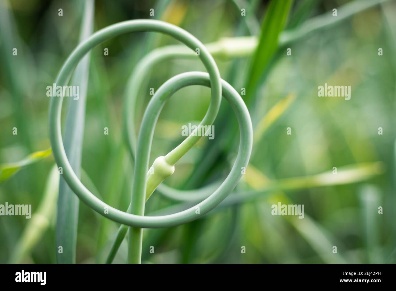Garlic scape hi-res stock photography and images - Alamy