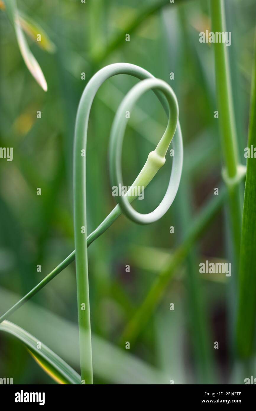Garlic stem in vegetable garden. Agricultural field of garlic plant ...