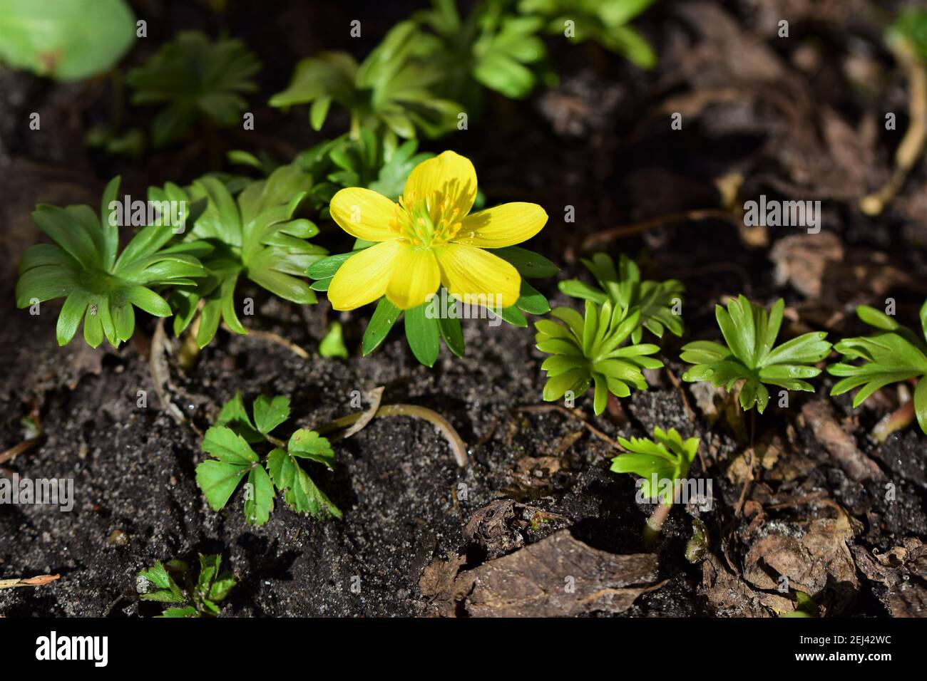 Close up of an Eranthis hyemalis - Winterling Stock Photo - Alamy