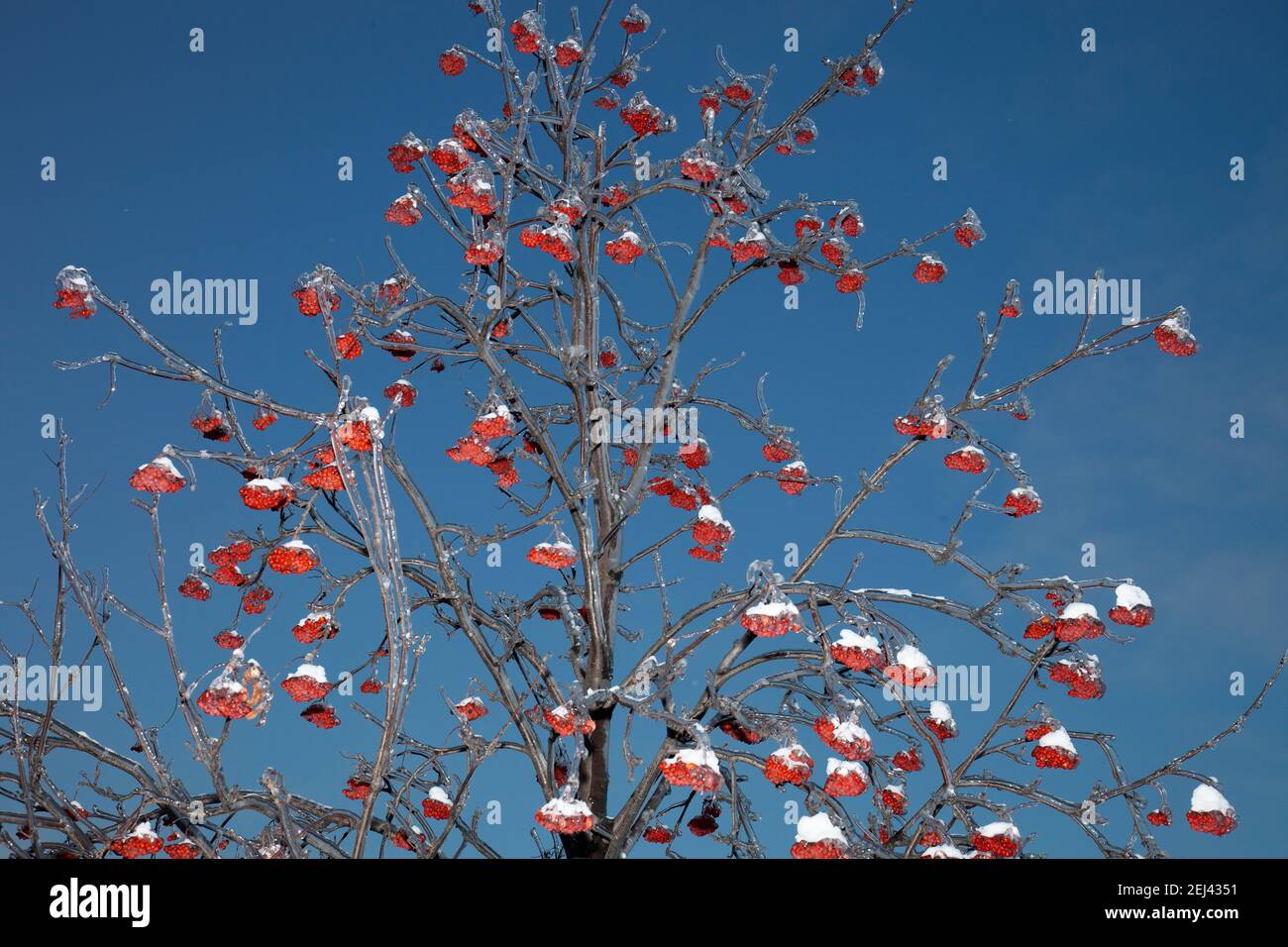 bunches of ice-cream ash covered with wood Stock Photo - Alamy
