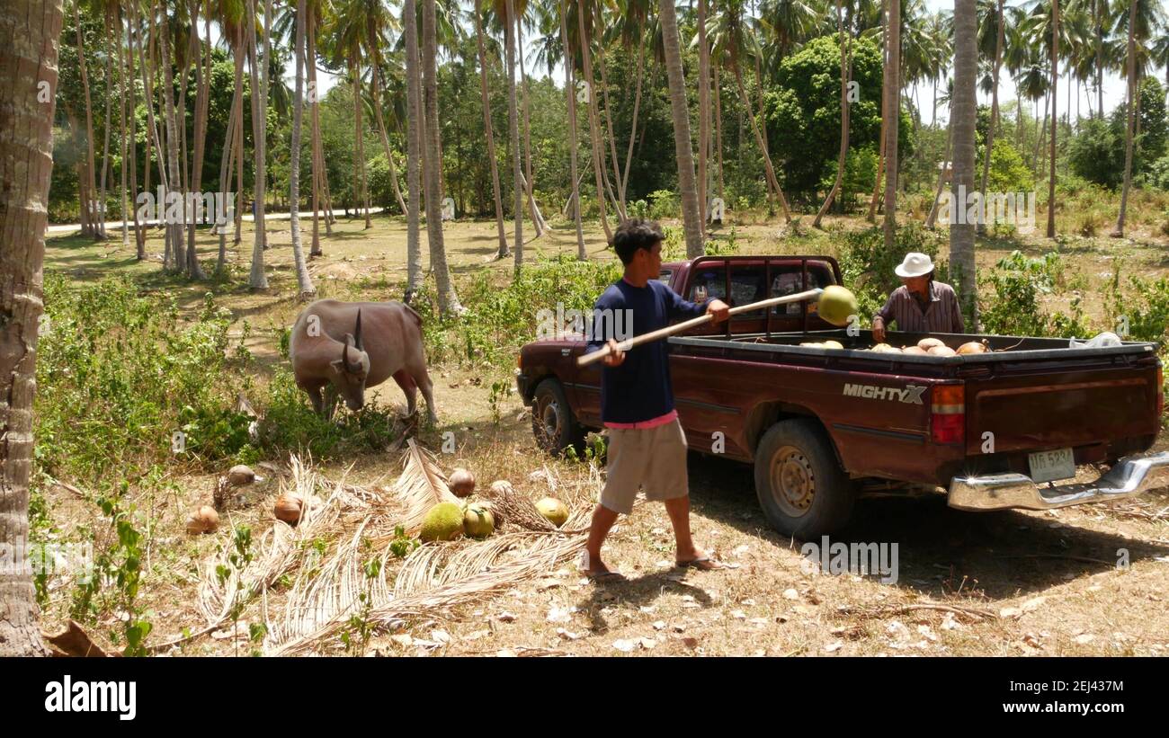 SAMUI, THAILAND - MAY 27, 2019: Brown water buffalo and thai man ...