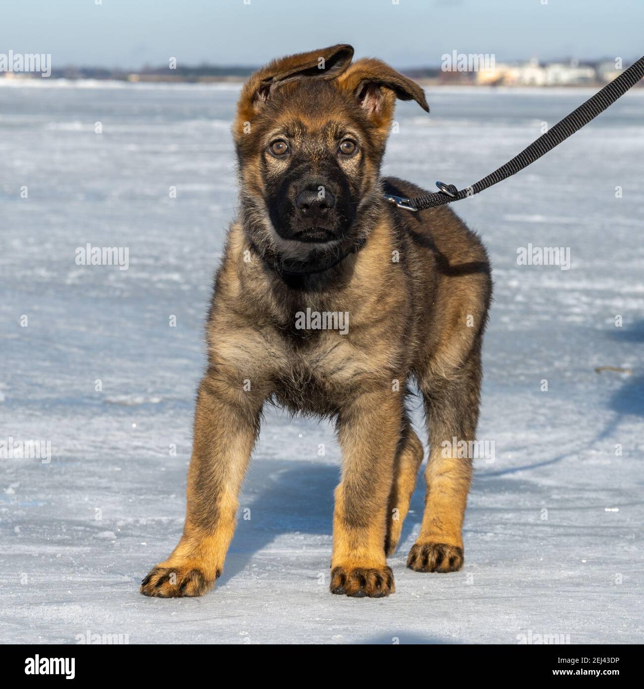 An eleven weeks old German Shepherd puppy on the ice of a frozen ocean ...