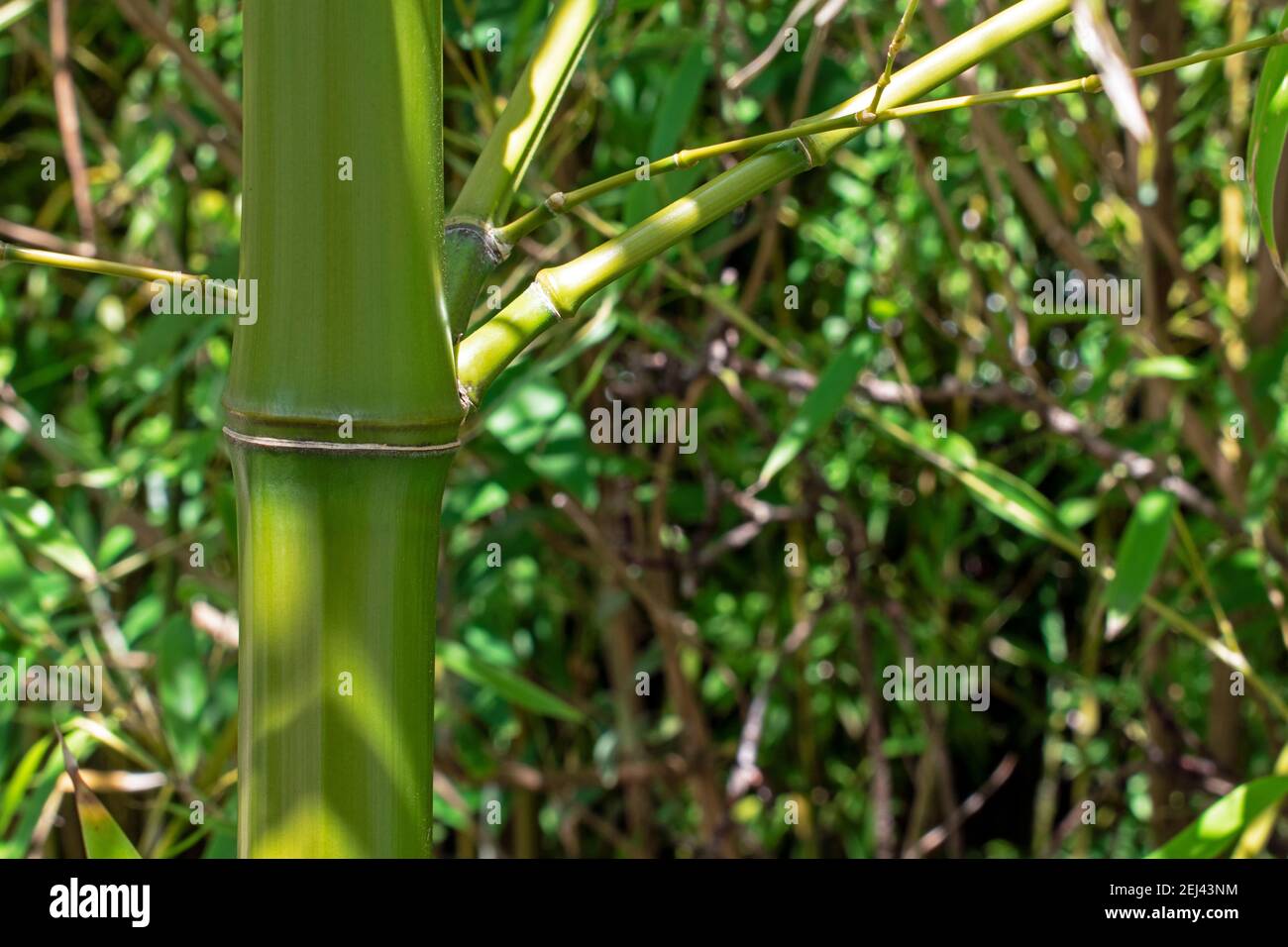 Strong stem hi-res stock photography and images - Alamy
