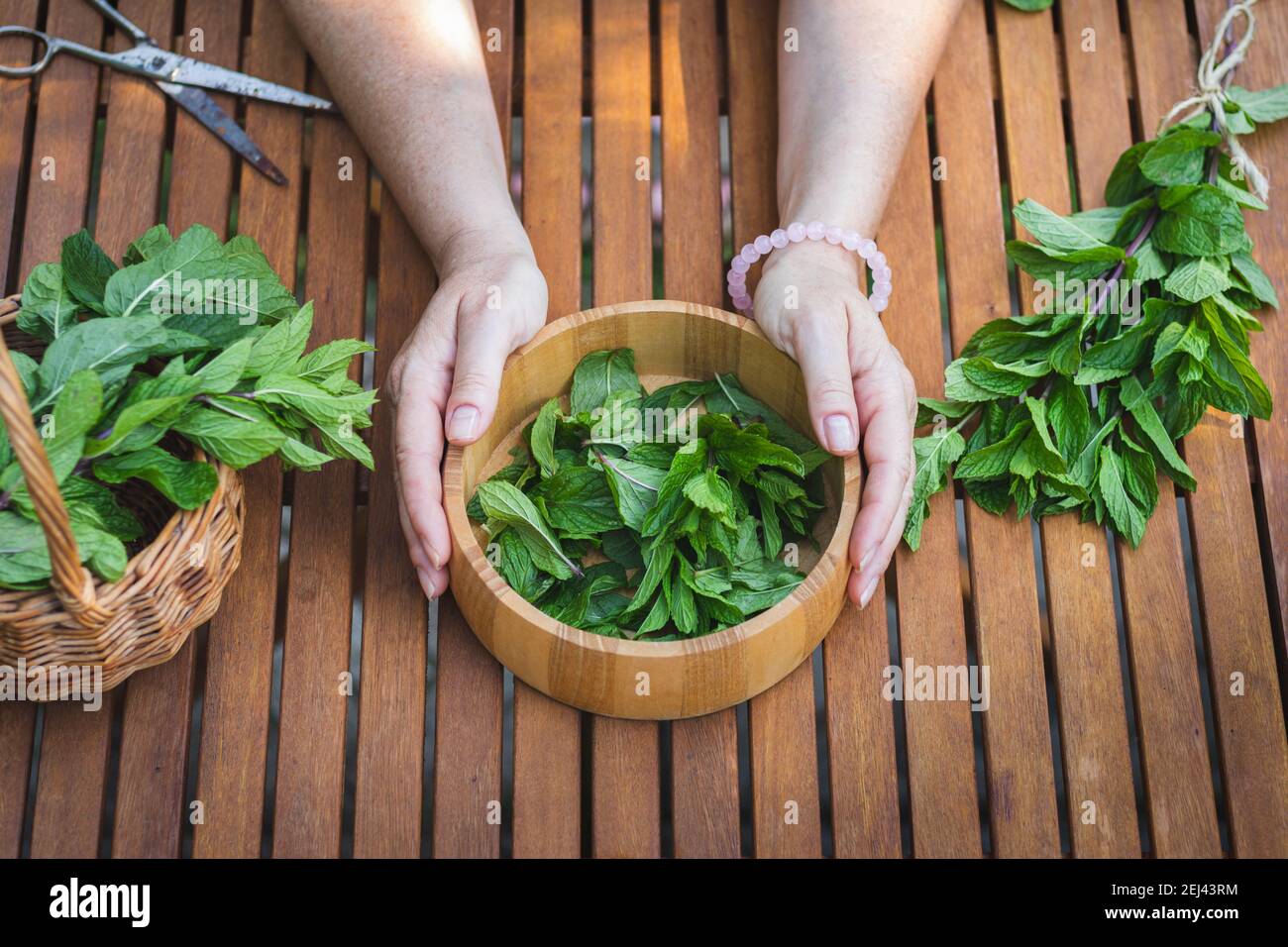 Woman holding wooden bowl full of fresh harvested mint leaf for herbal ...