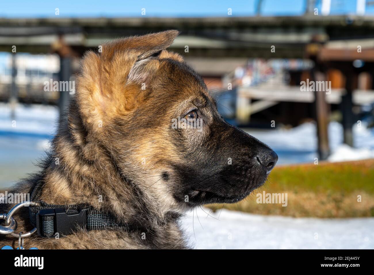 Profile portrait of german shepherd dog hi-res stock photography and ...