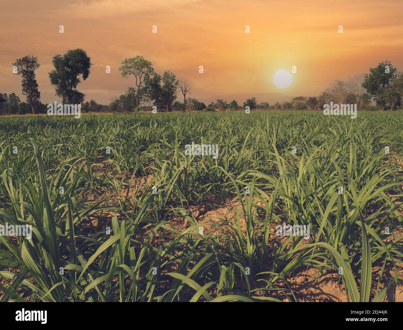 Baby Sugar Cane High Resolution Stock Photography and Images - Alamy