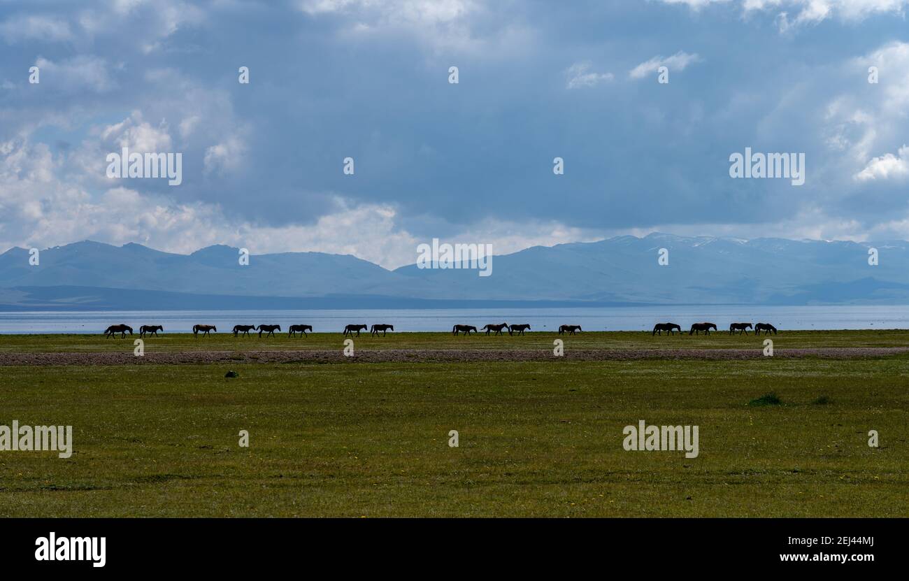 Horses on grassy field hi-res stock photography and images - Alamy