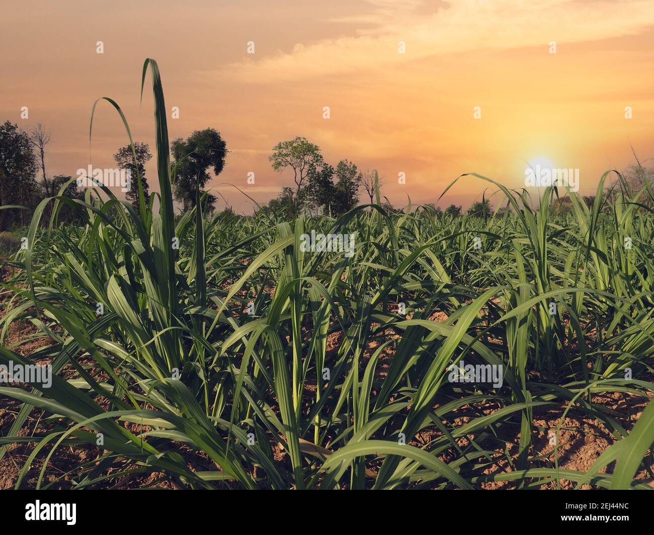 green sugar cane at sunset time Stock Photo - Alamy