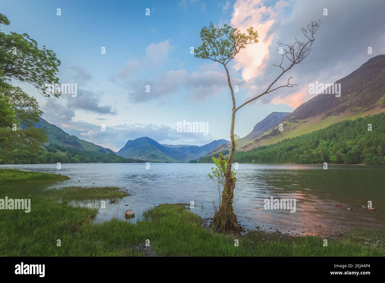 Landscape scenery of a small lone birch tree at Buttermere Lake with ...