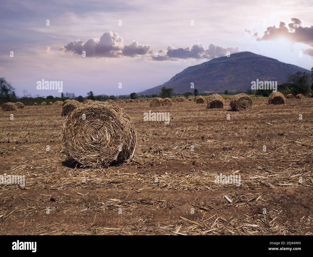 circle hay stack of sugar leaf, harvested sugar cane landscape Stock ...