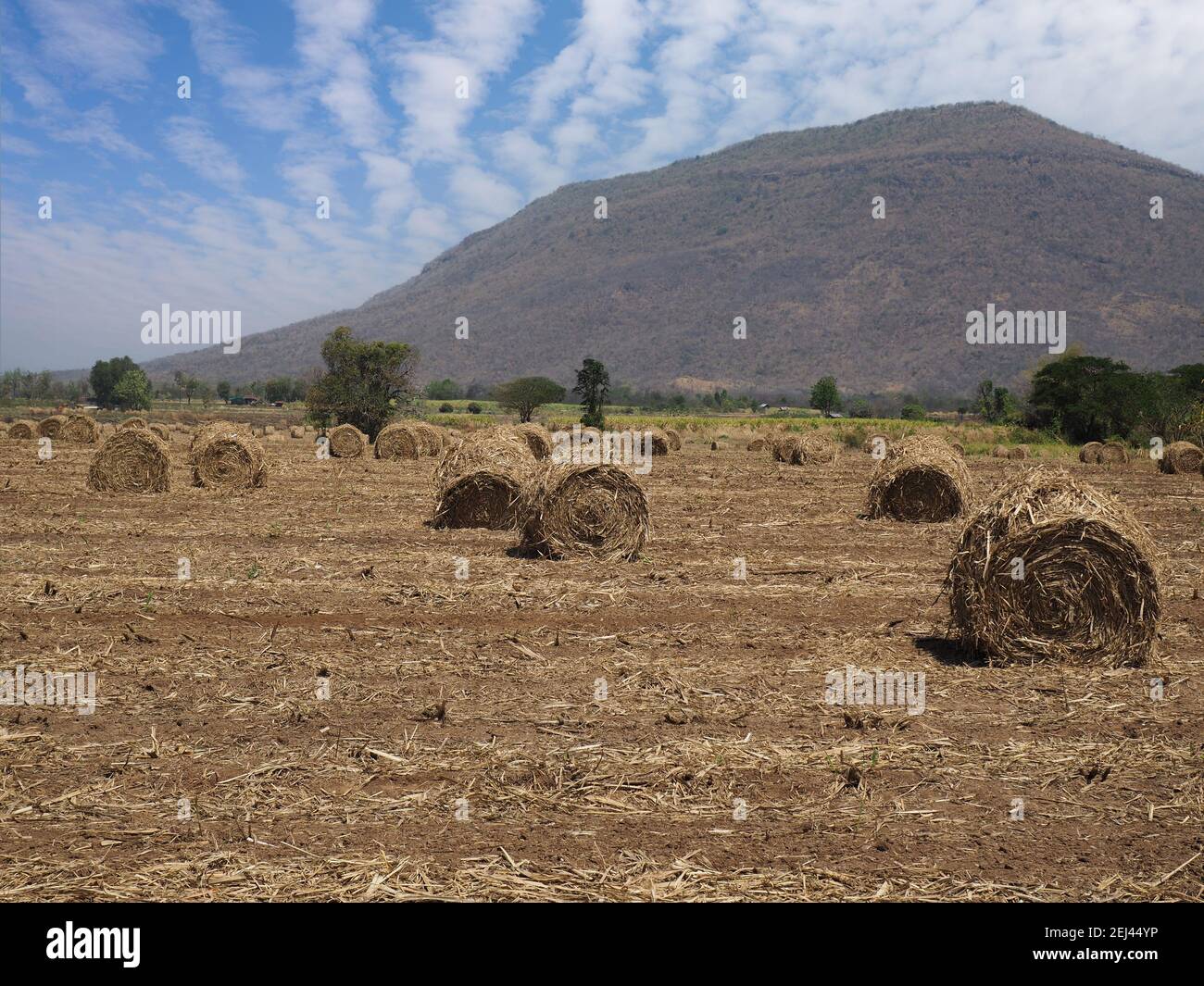 circle hay stack of sugar leaf, harvested sugar cane landscape Stock ...