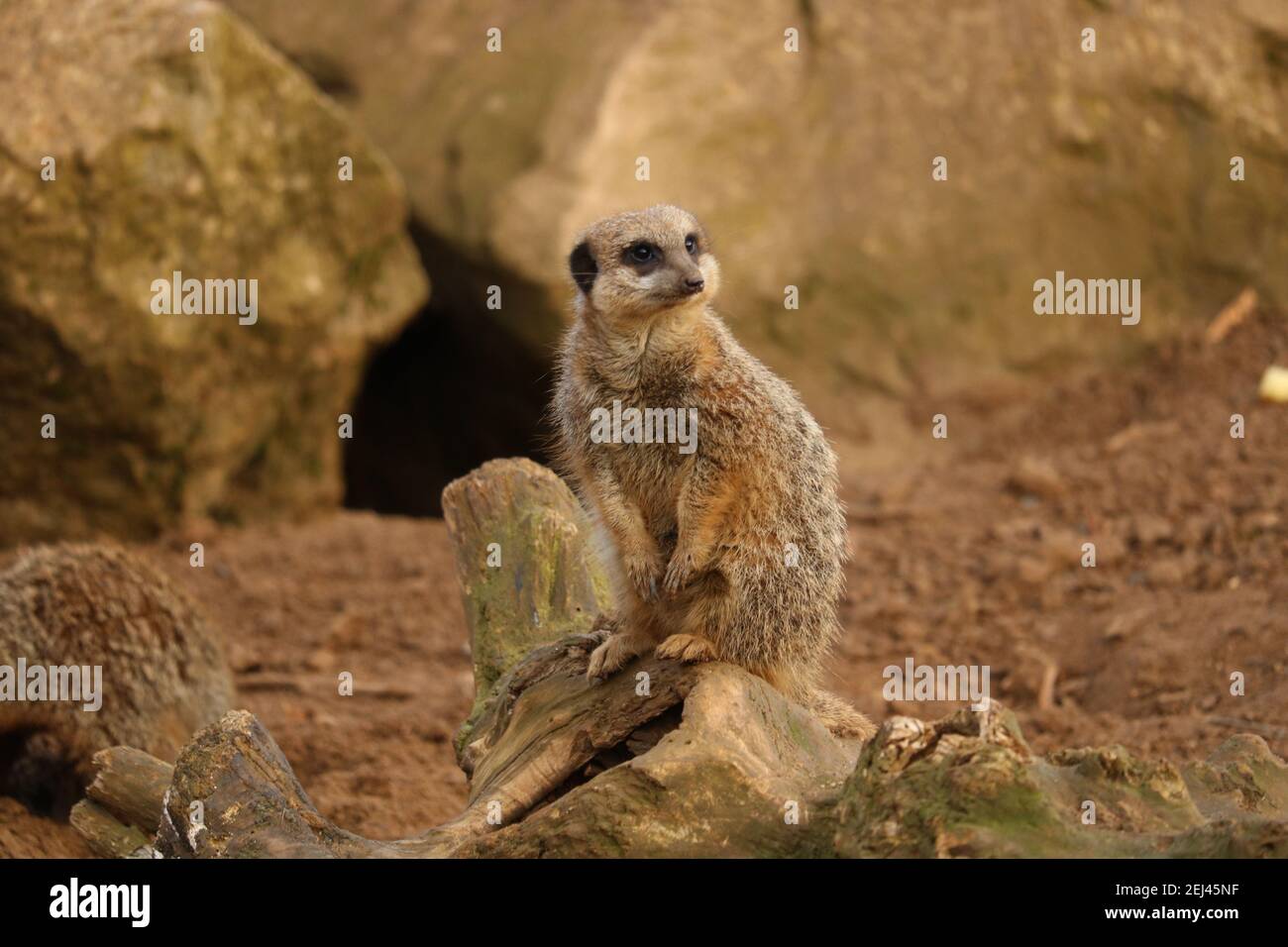 Meerkat (Suricata Surricata) at Chester Zoo, Cheshire Stock Photo - Alamy