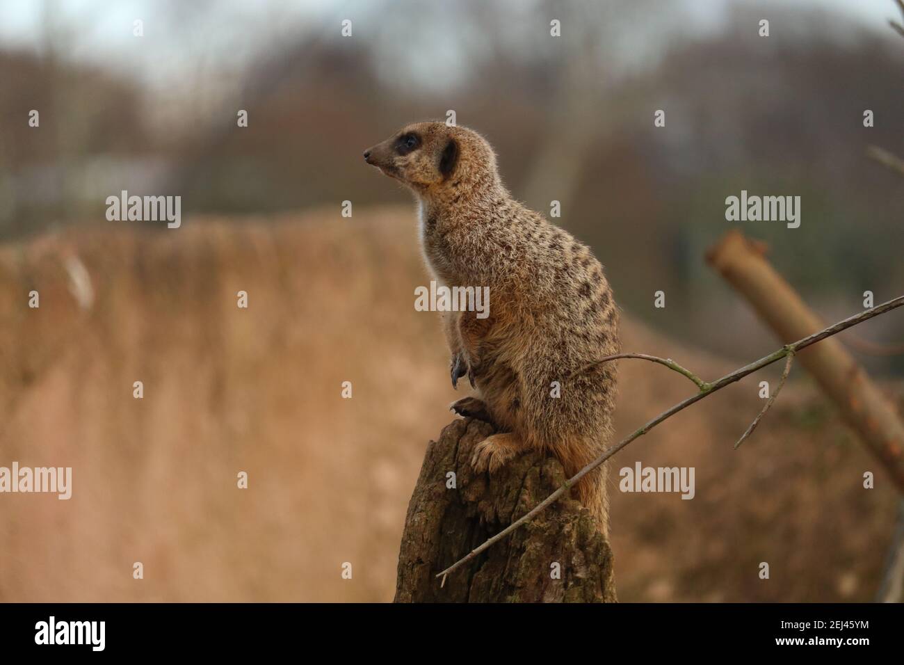 Meerkat (Suricata Surricata) at Chester Zoo, Cheshire Stock Photo - Alamy