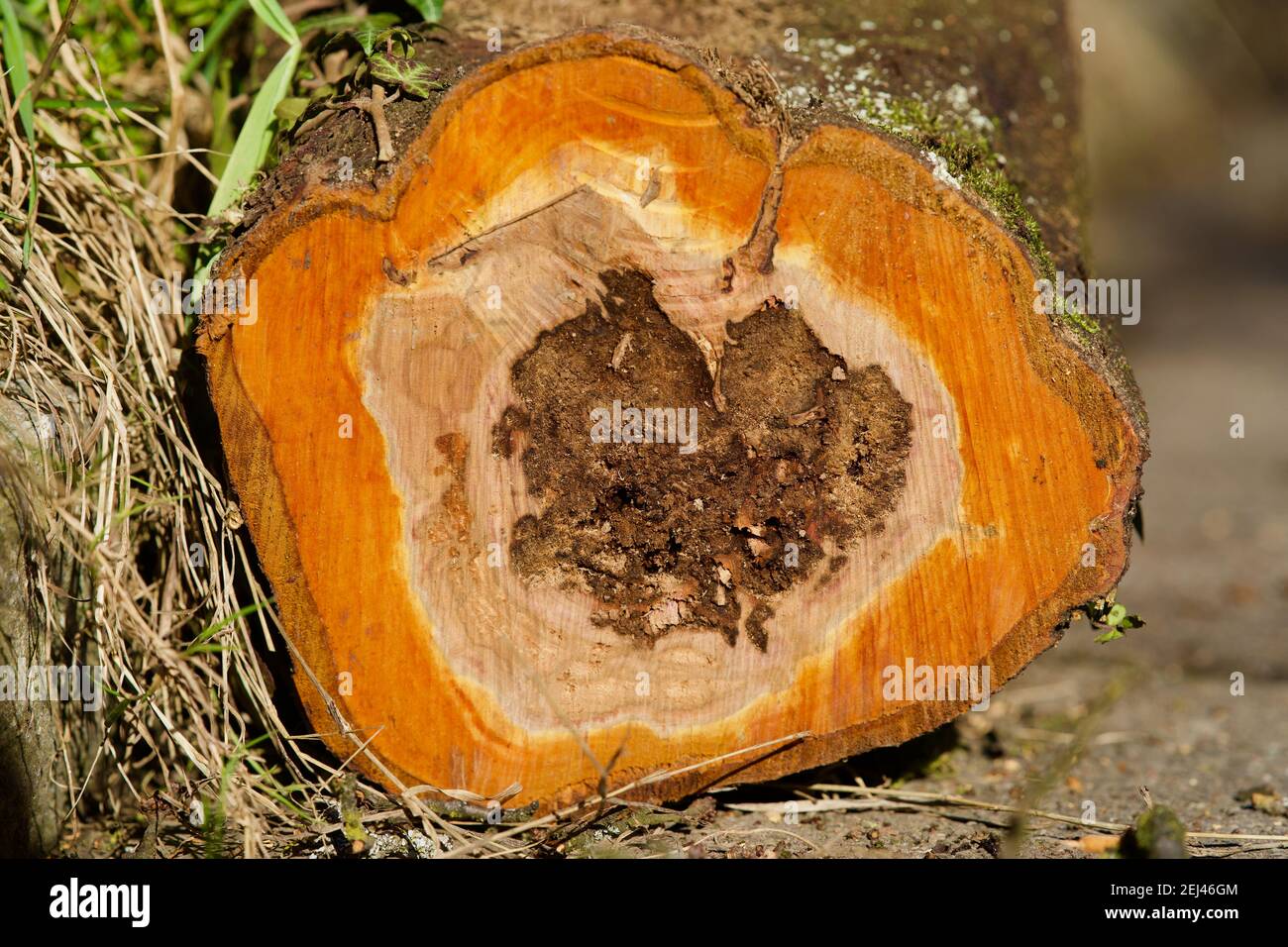 Chopped tree trunk hi-res stock photography and images - Alamy