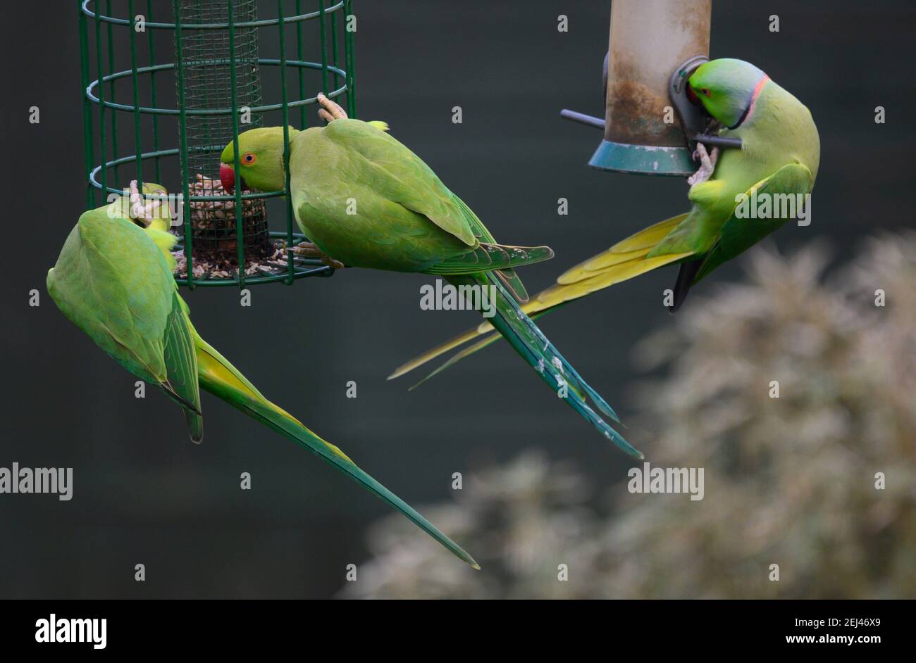 Wimbledon, London, UK. 21 February 2021. Ring Necked Parakeets descend ...