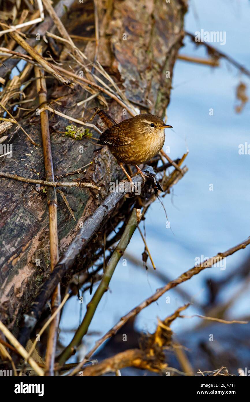 Wiren hi-res stock photography and images - Alamy