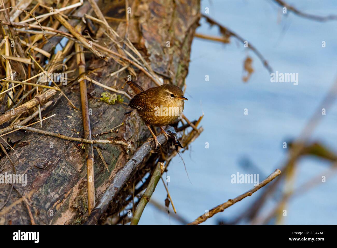 Wiren hi-res stock photography and images - Alamy