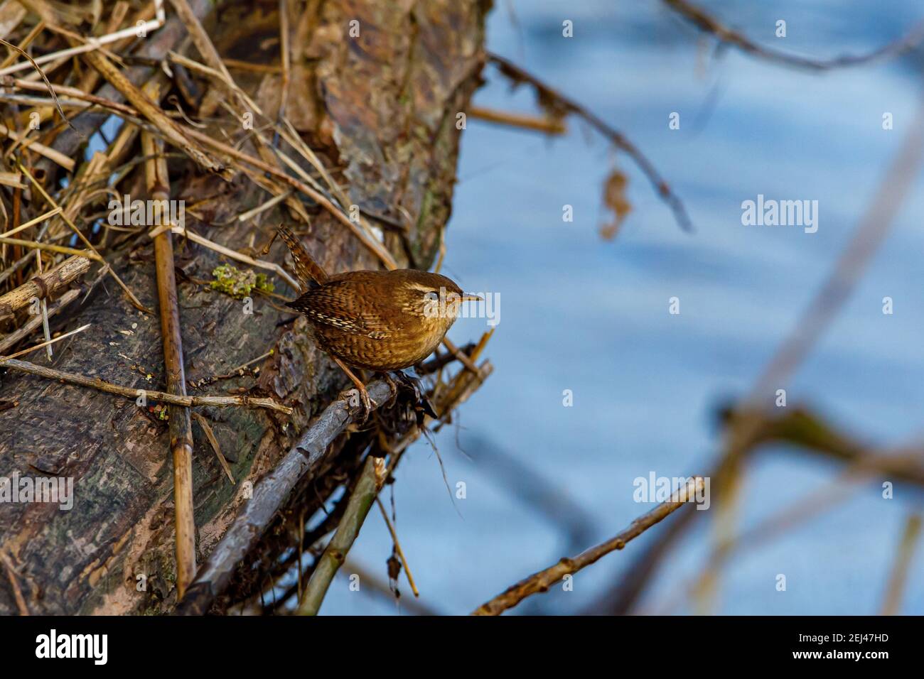 Wiren hi-res stock photography and images - Alamy