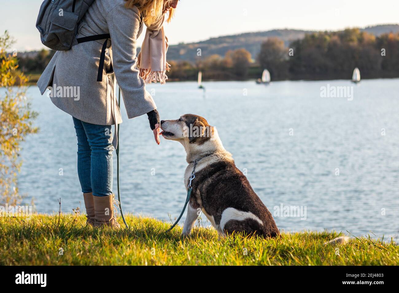 Woman feeding her dog outdoors next to lake. Pet owner and mixed breed ...