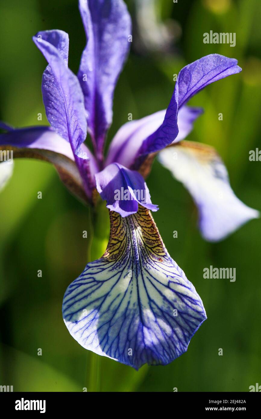 SIBERIAN IRIS blue flower Stock Photo - Alamy