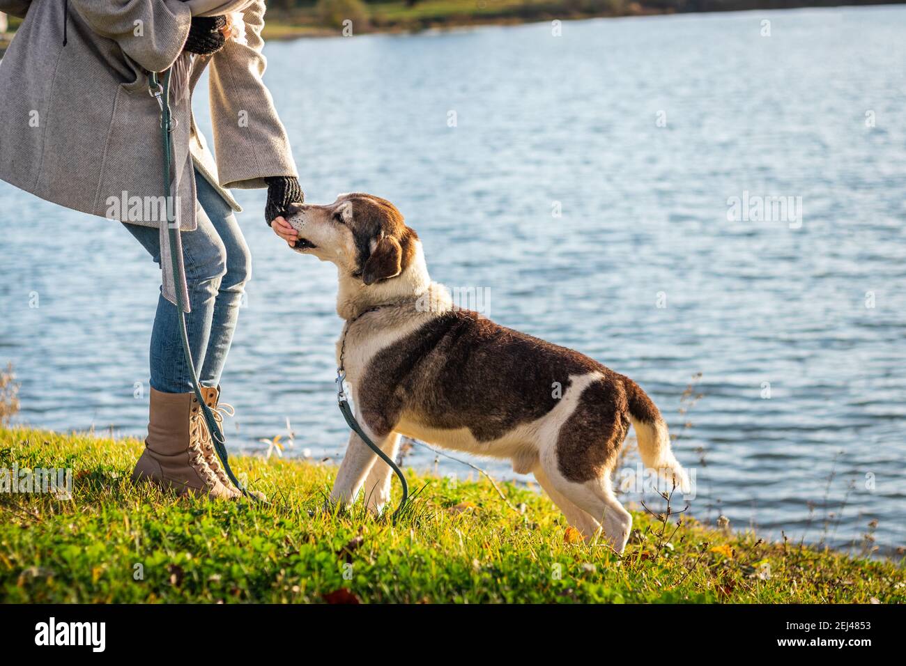 Pet owner feeding her dog outdoors next to lake. Woman and mixed breed ...