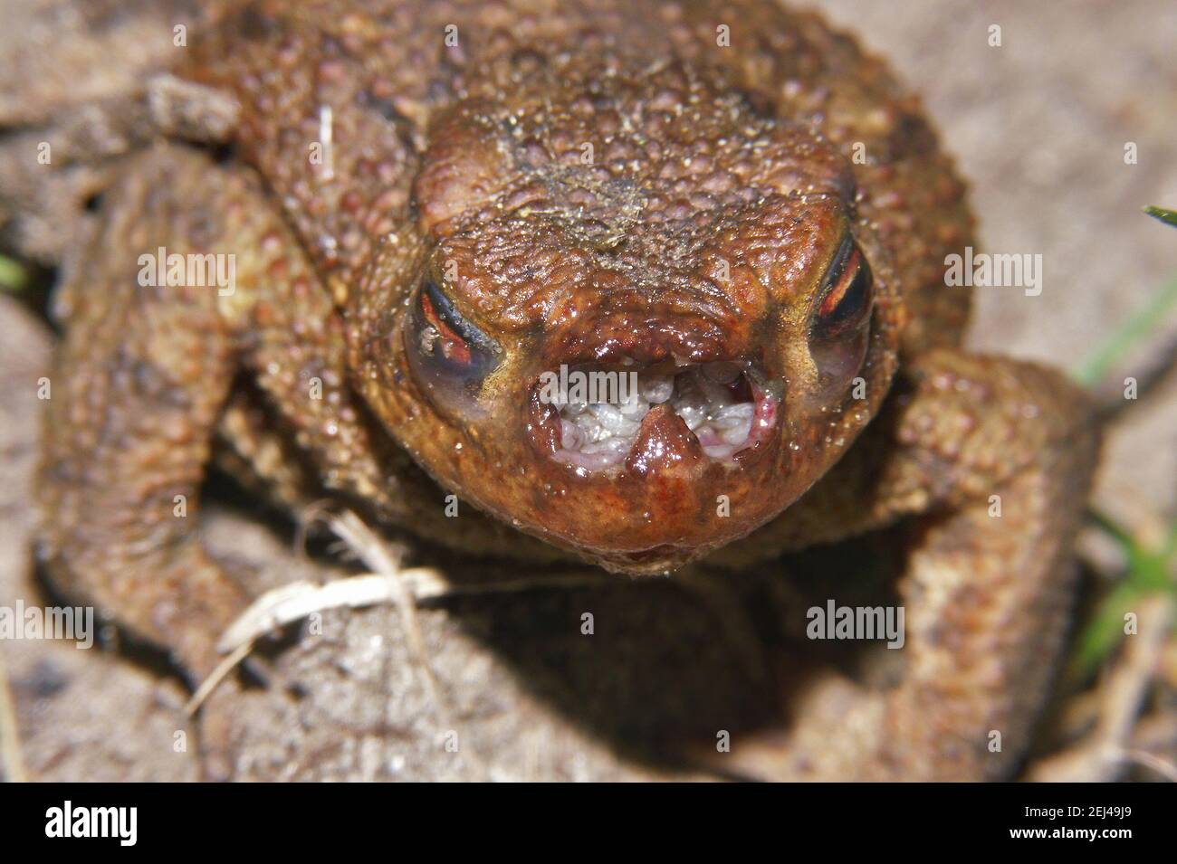 Frontal view on a common toad, Bufo bufo , infected with maggots of the ...