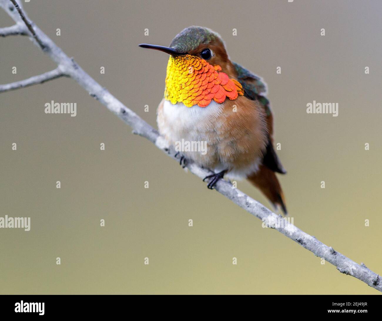 Allen's Hummingbird Adult Male Stock Photo - Alamy
