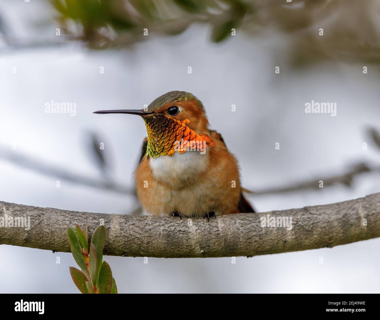 Allen's Hummingbird Adult Male Stock Photo - Alamy