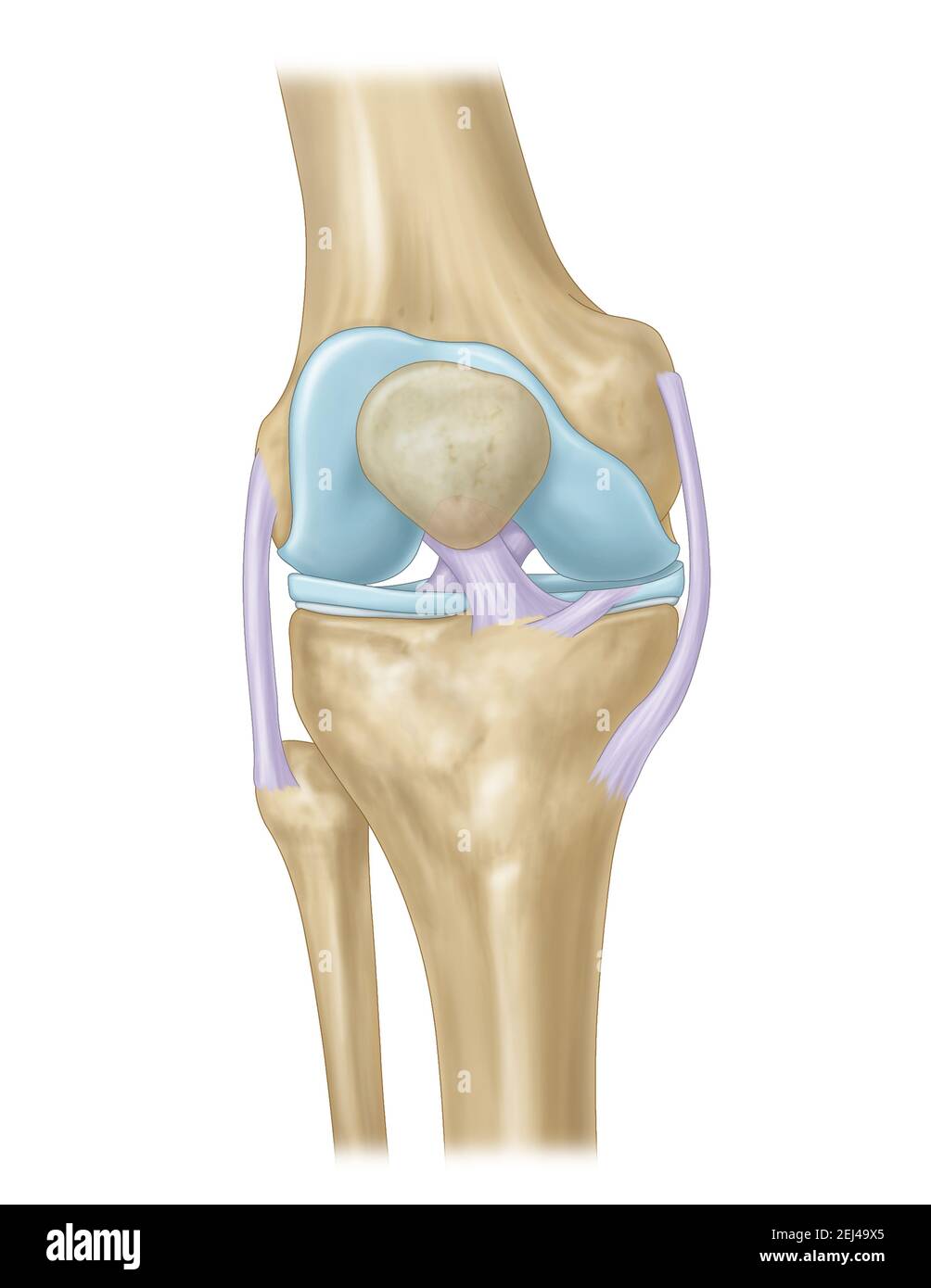knee joint with ligaments, meniscus, articular cartilage Stock Photo ...