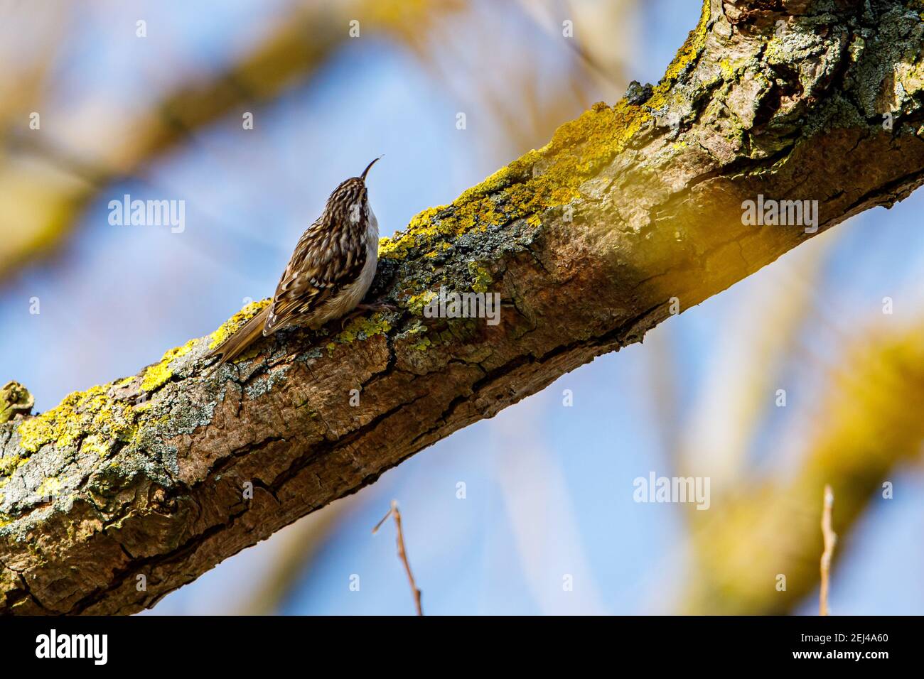 A Common Treecreeper in the forest Stock Photo - Alamy