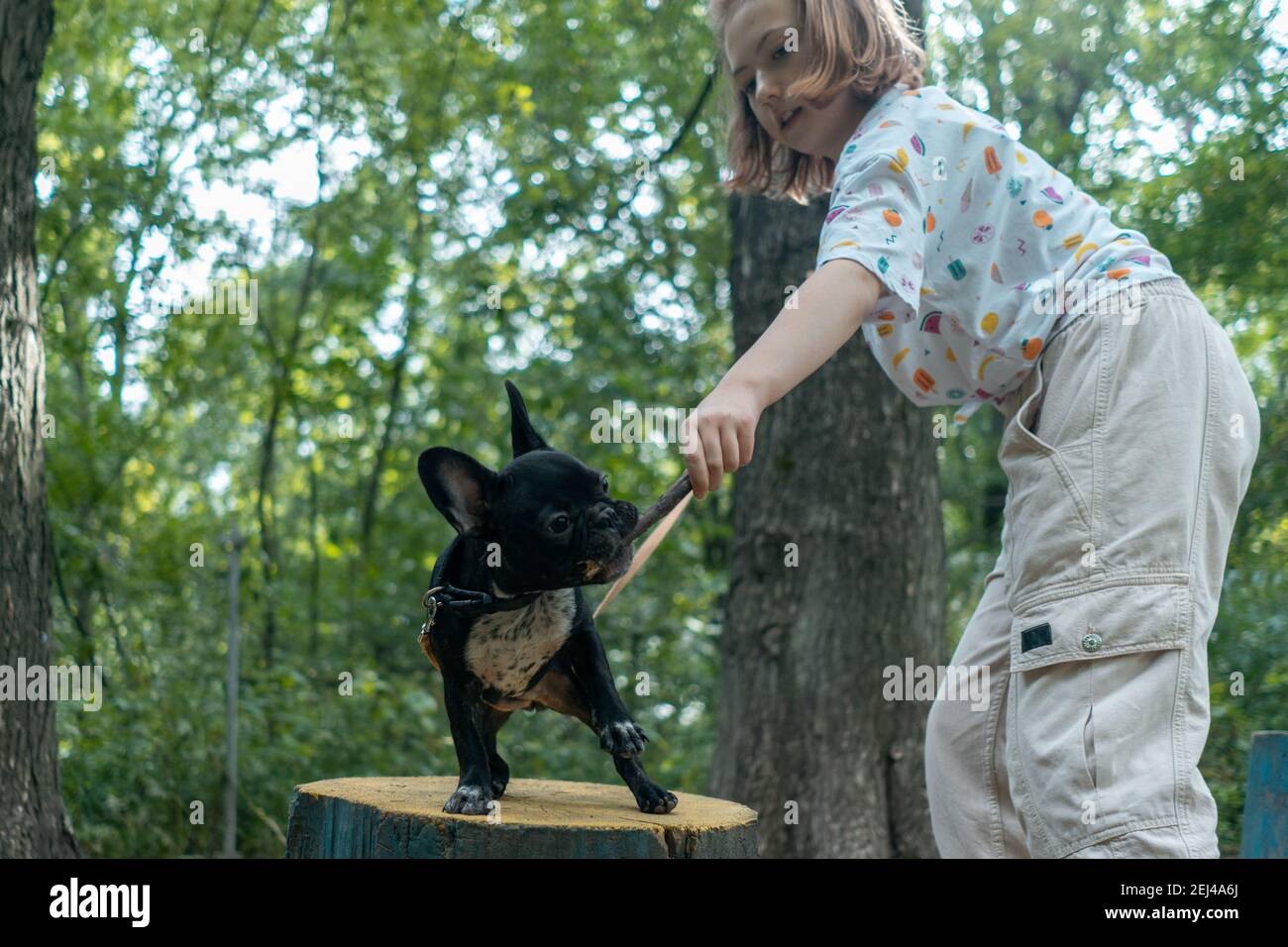 How To Train A French Bulldog Puppy