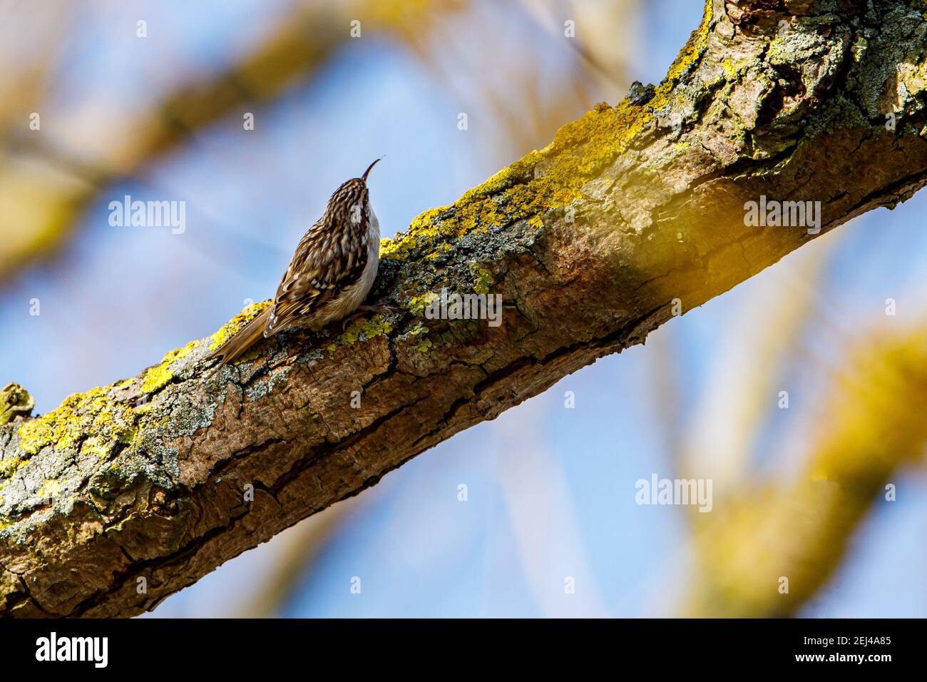 Common treecreeper hi-res stock photography and images - Alamy