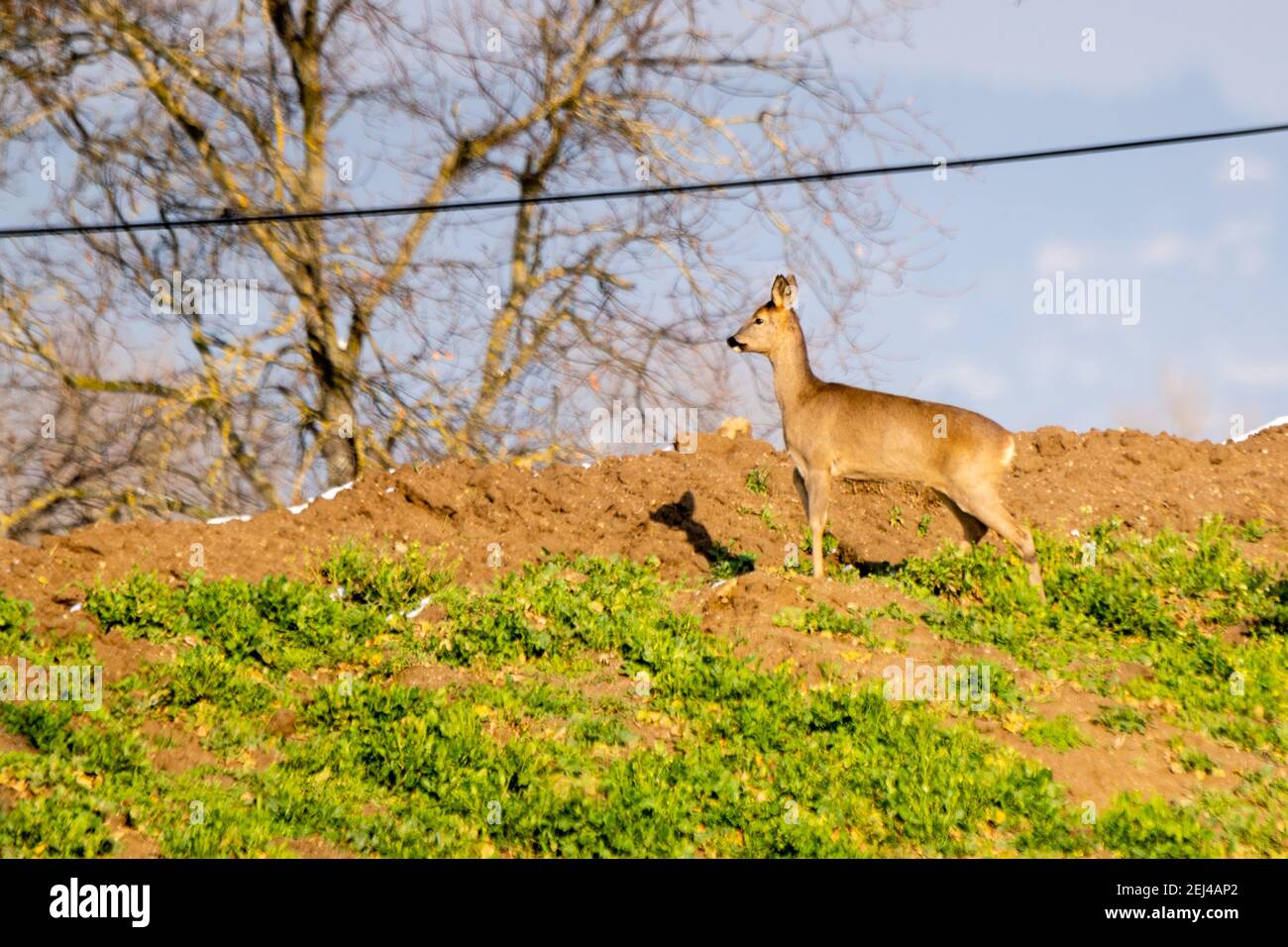 group of deers in the wild Stock Photo - Alamy
