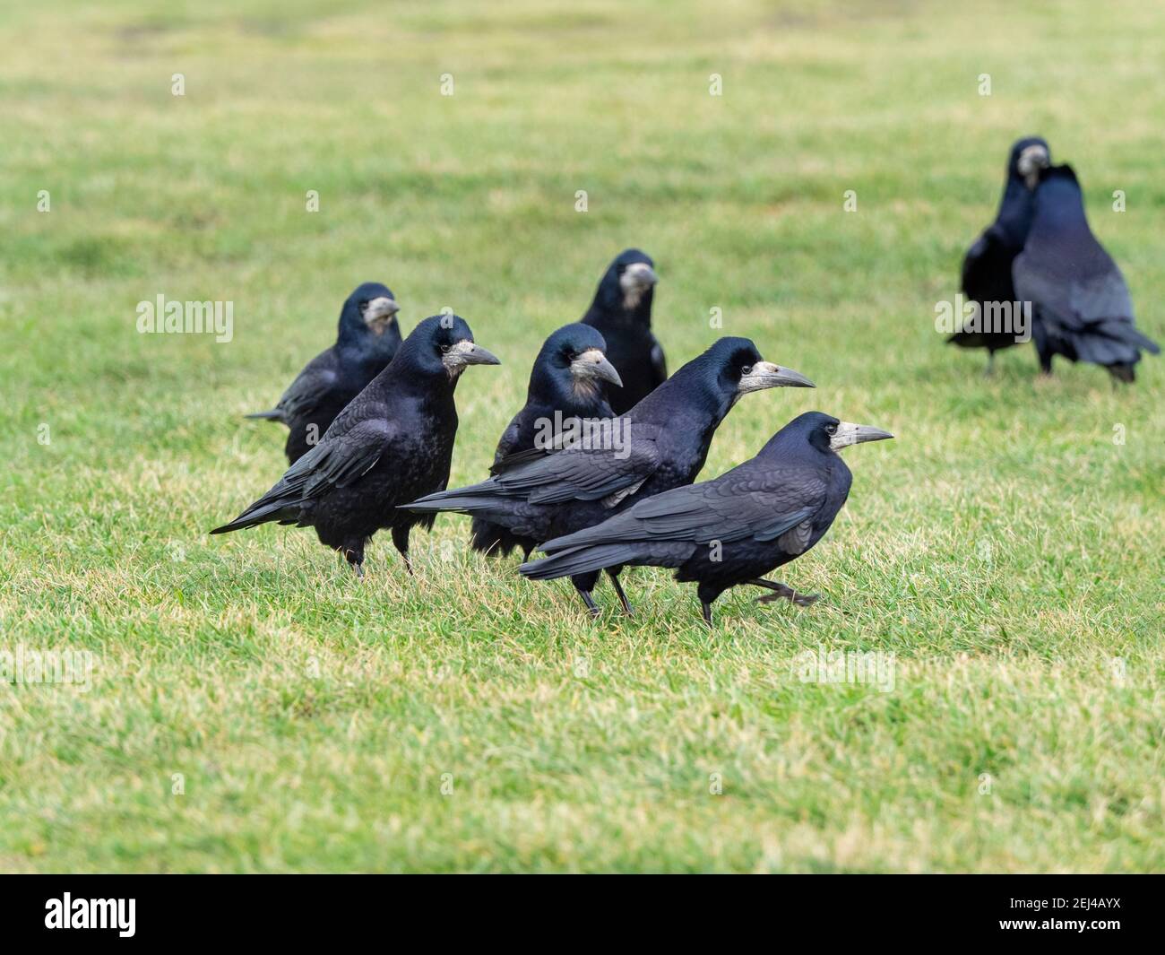 Rook with open beak hi-res stock photography and images - Alamy